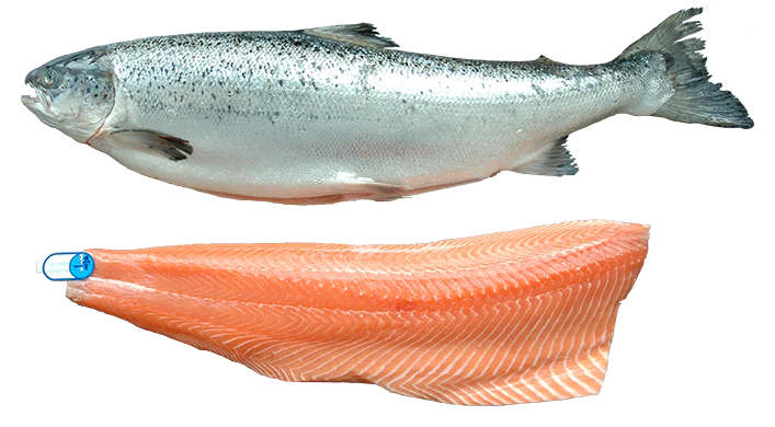 FISH, Salmon, Whole, Fresh, lb | The Deck